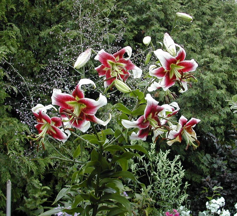 Photo of the entire plant of Lily (Lilium 'Leslie Woodriff') posted by ...