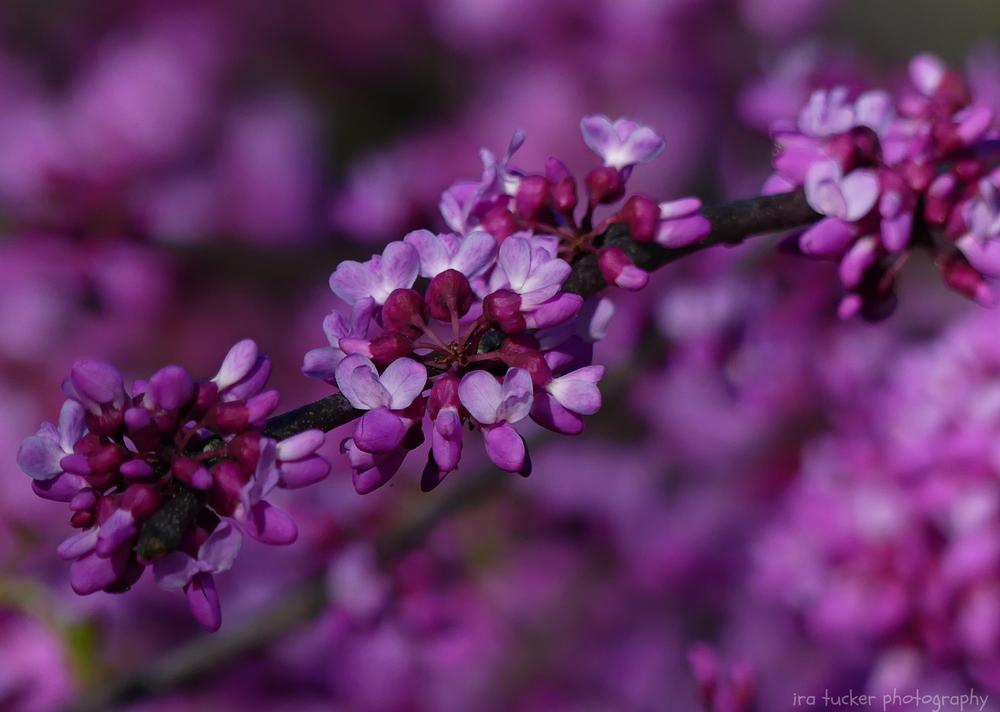 Photo of the bloom of Texas Redbud (Cercis canadensis var. texensis ...