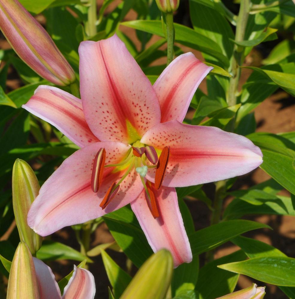 Photo of the bloom of Lily (Lilium 'Seattle Crossing') posted by ...