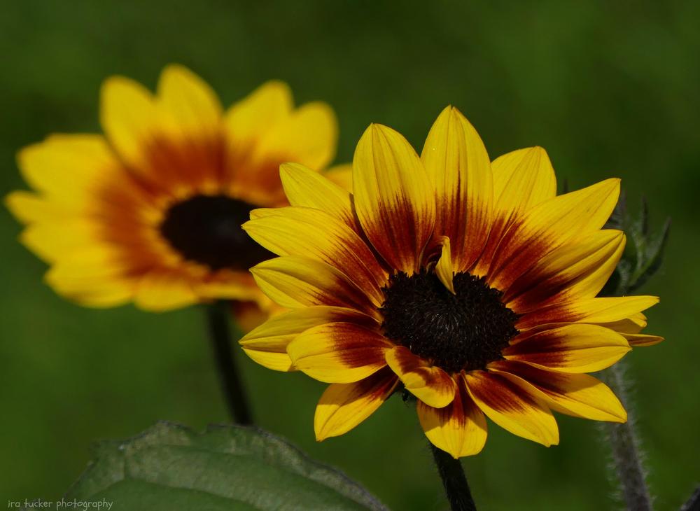 Photo of the bloom of Sunflower (Helianthus Suncredible® Saturn ...