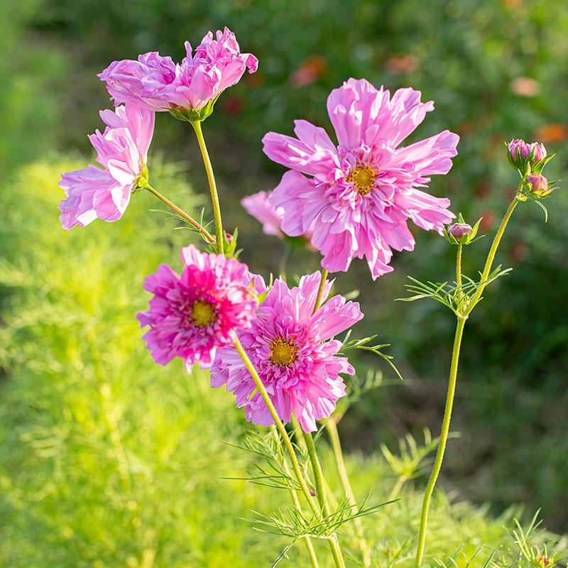 Photo of the bloom of Cosmos (Cosmos bipinnatus 'Double Click Rose ...