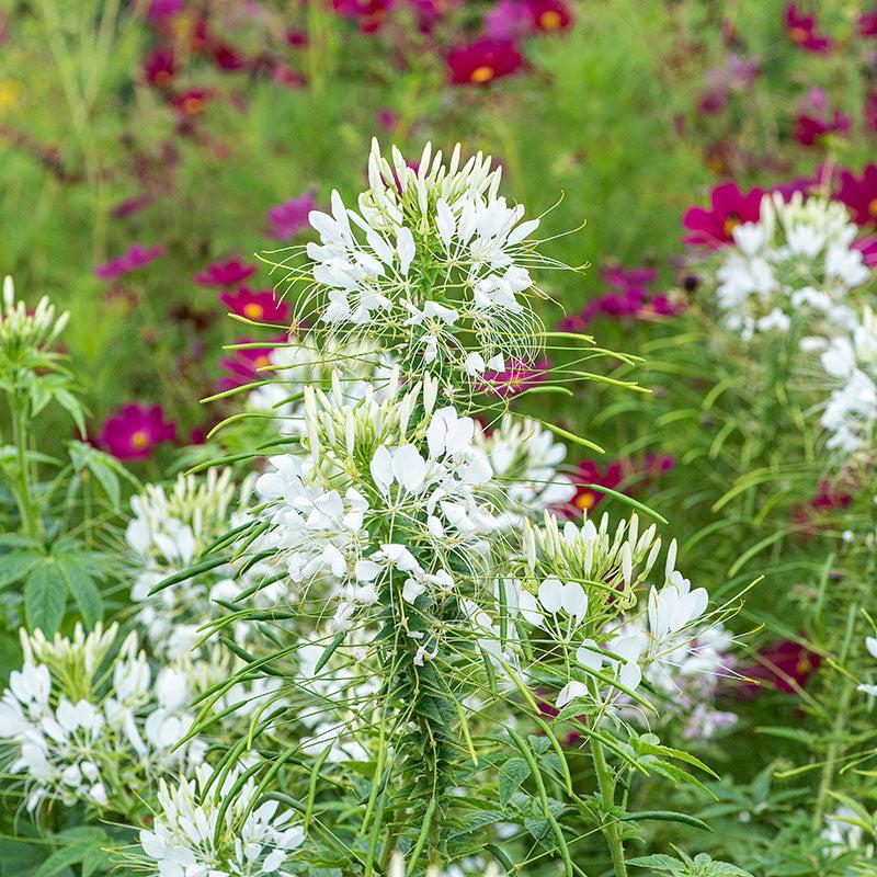 Photo of the bloom of Spider Flower (Tarenaya houtteana 'White Queen ...