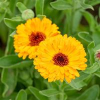 Photo of the bloom of Pot Marigold (Calendula 'Neon') posted by Joy ...