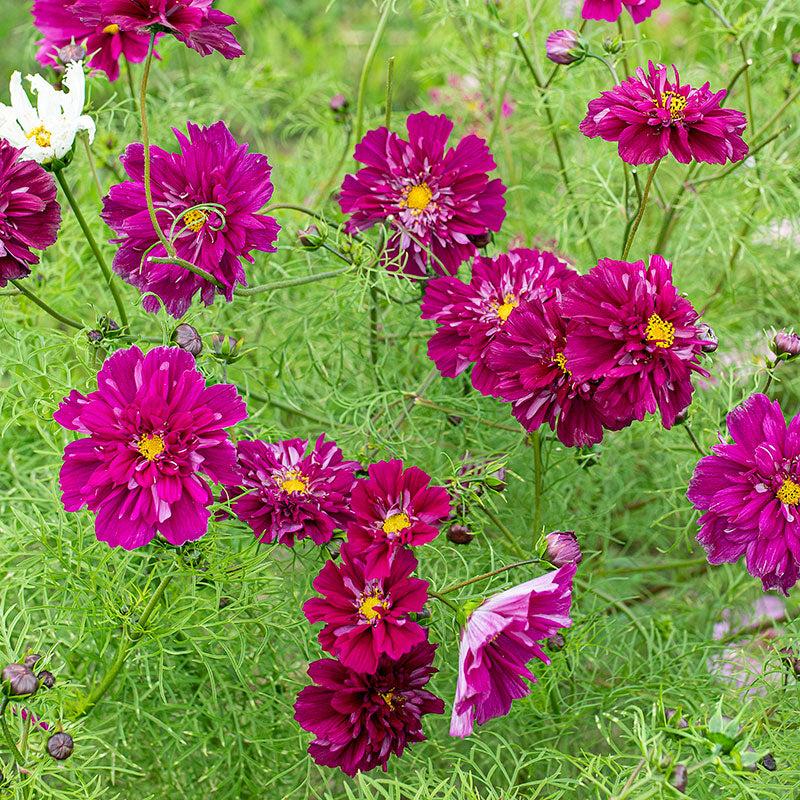 Photo of the entire plant of Cosmos (Cosmos bipinnatus 'Double Click ...