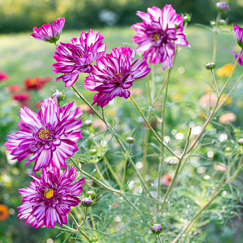 Photo of the bloom of Cosmos (Cosmos bipinnatus 'Double Click Bicolor ...