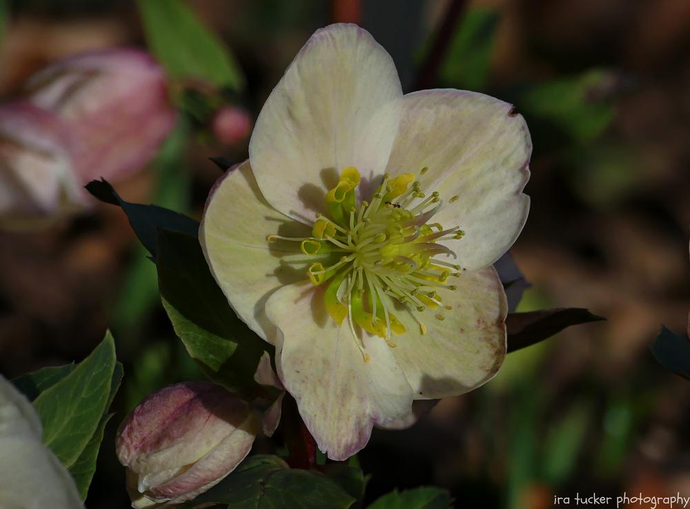 Hellebore (Helleborus Gold Collection® Shooting Star) in the Hellebores ...