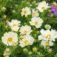 Photo of the entire plant of Cosmos (Cosmos bipinnatus 'Xanthos ...