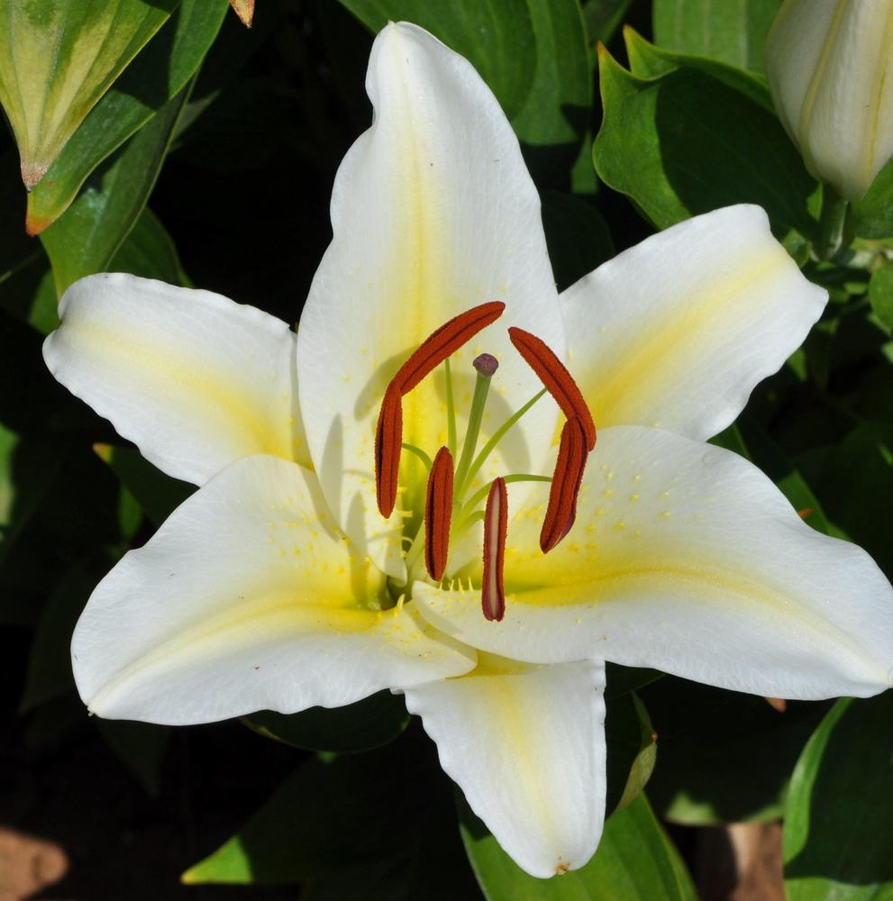 Photo of the bloom of Lily (Lilium 'Moon over Alaska') posted by ...