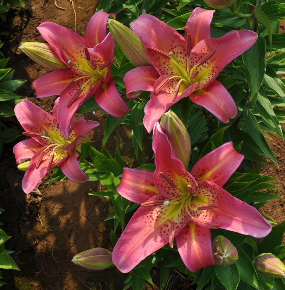 Photo of the bloom of Lily (Lilium 'The Dawning of Rose') posted by ...