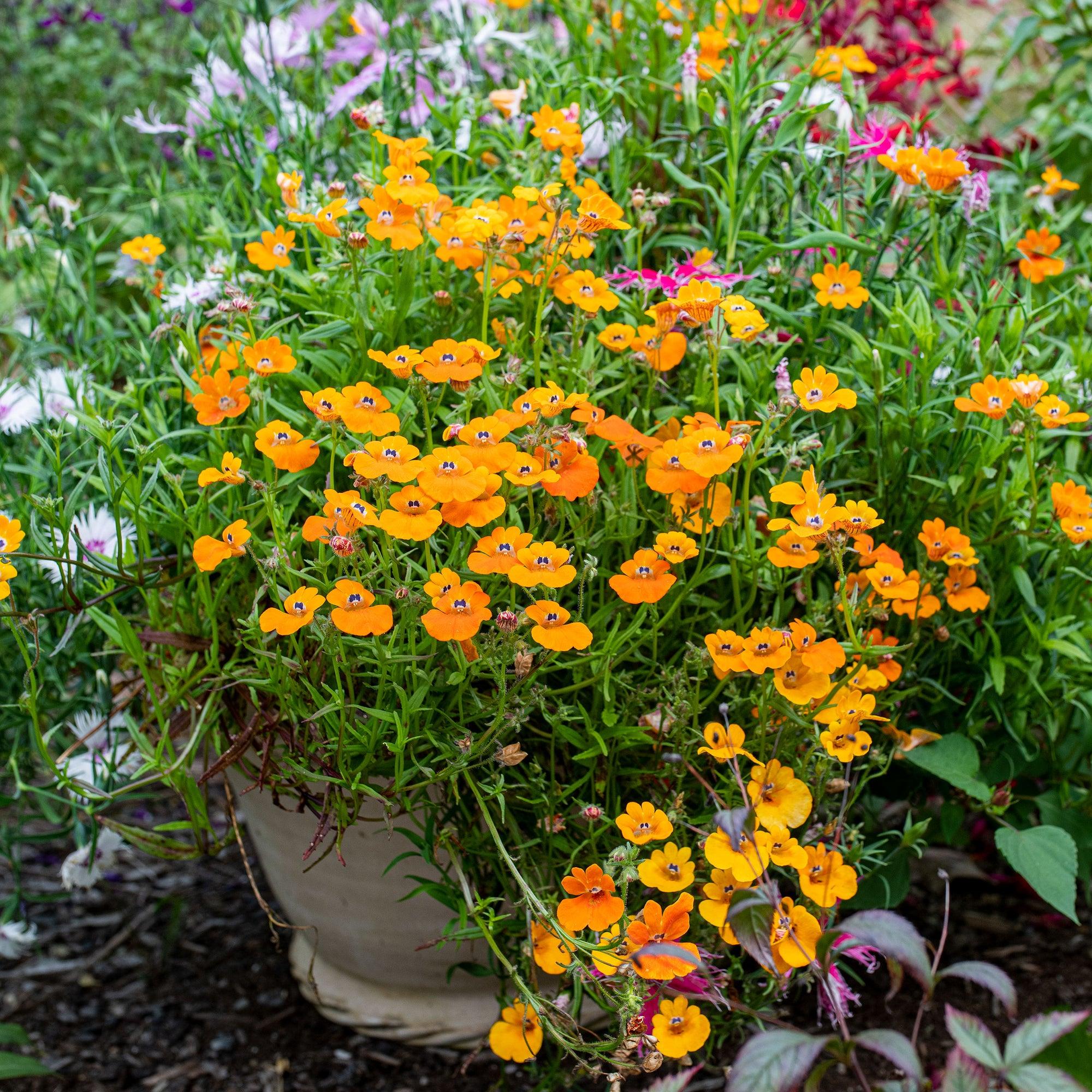 Photo of the entire plant of Nemesia (Nemesia strumosa 'Prince of ...