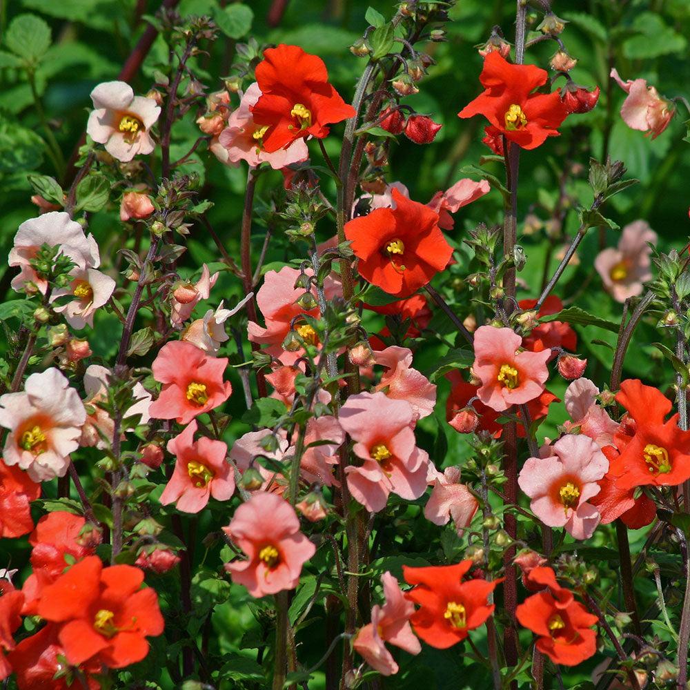 Mask Flower (Alonsoa meridionalis 'Starlets') - Garden.org