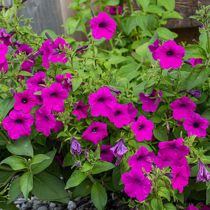 Photo of the entire plant of Violet-flowered Petunia (Petunia ...