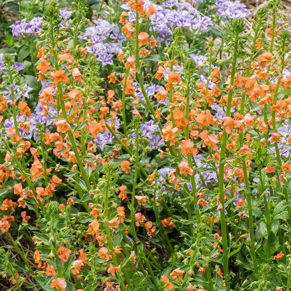 Photo of the entire plant of Mask Flower (Alonsoa meridionalis) posted ...