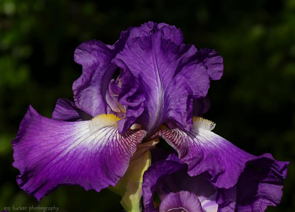 Photo of the bloom of Tall Bearded Iris (Iris 'Fall Spotlight') posted ...