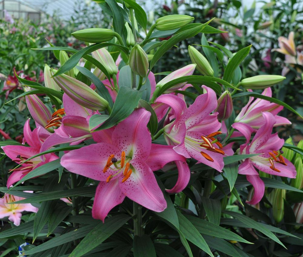 Photo of the bloom of Lily (Lilium 'Miss Judith') posted by plntblbs8 ...
