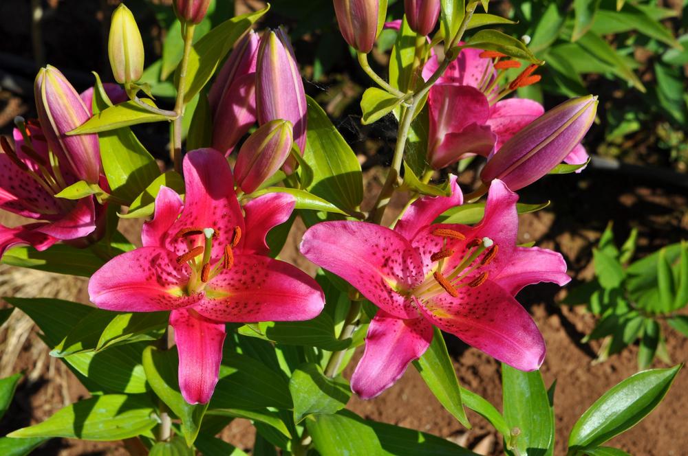 Photo of the bloom of Lily (Lilium 'Lady in Armor') posted by plntblbs8 ...