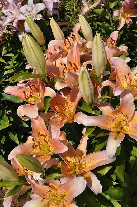 Photo of the bloom of Lily (Lilium 'Mango Surprise') posted by ...