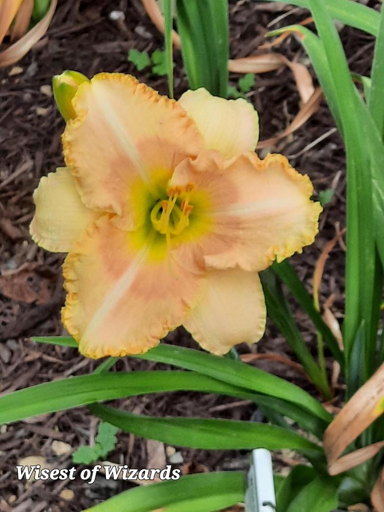Photo of the bloom of Daylily (Hemerocallis 'Wisest of Wizards') posted by rreed1029 - Garden.org