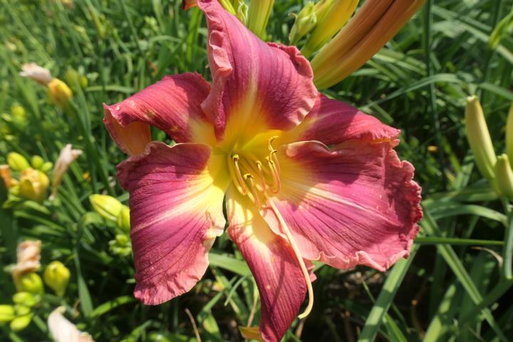 Photo of the bloom of Daylily (Hemerocallis 'Papa Goose') posted by ...