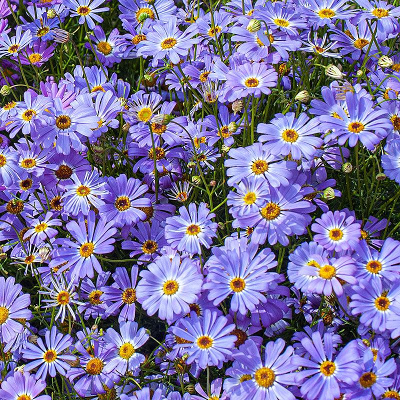 Photo of the bloom of Swan River Daisy (Brachyscome iberidifolia ...