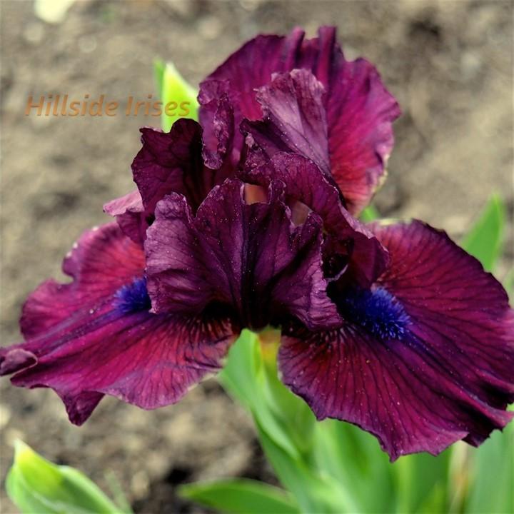Photo of the bloom of Standard Dwarf Bearded Iris (Iris 'Spree') posted by cashe56 - Garden.org
