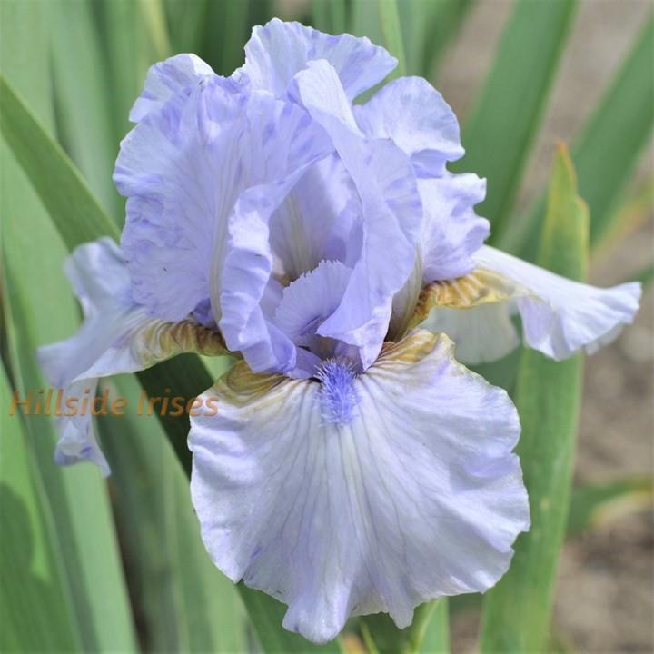 Photo of the bloom of Intermediate Bearded Iris (Iris 'August Treat') posted by cashe56 - Garden.org