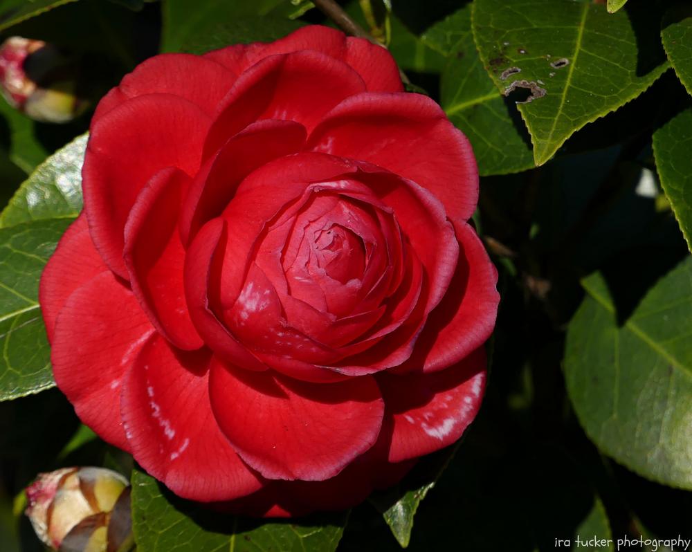 Camellia (Camellia japonica 'Black Tie Variegated') in the Camellias Database - Garden.org