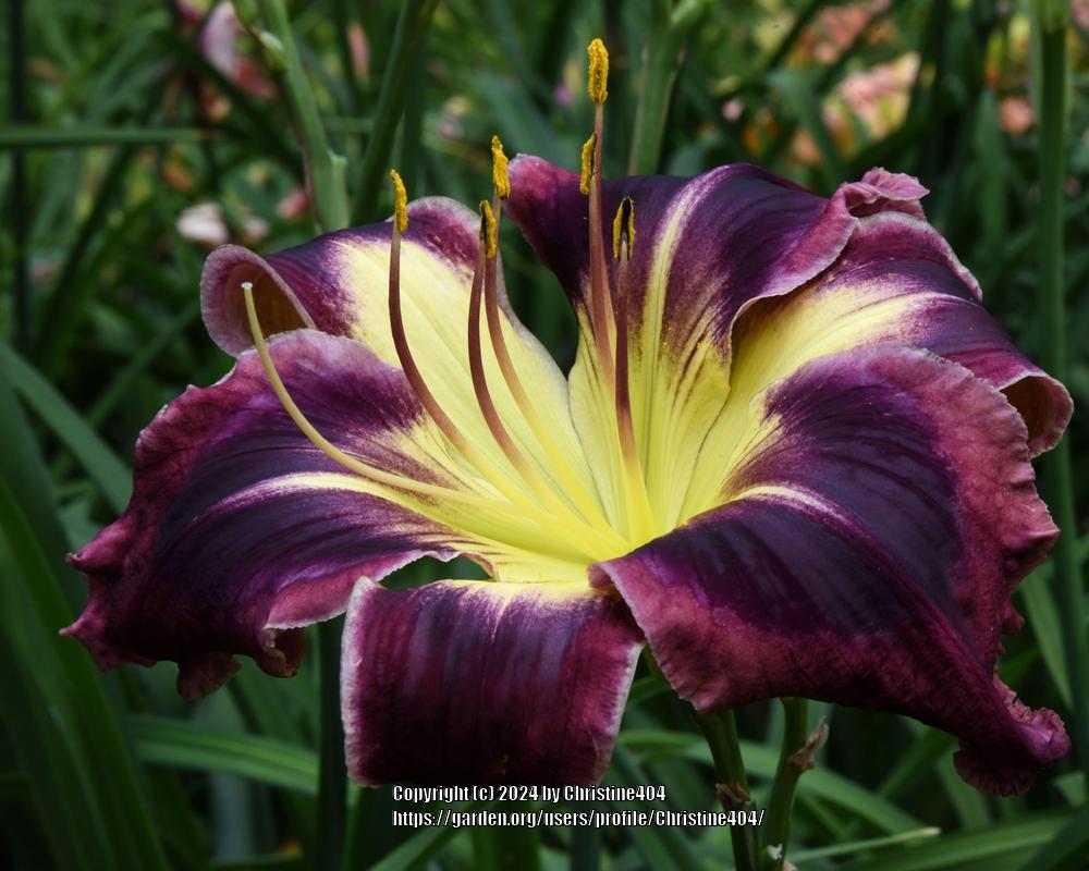 Photo of the bloom of Daylily (Hemerocallis 'When Hearts Kaleidoscope') posted by Christine404 ...