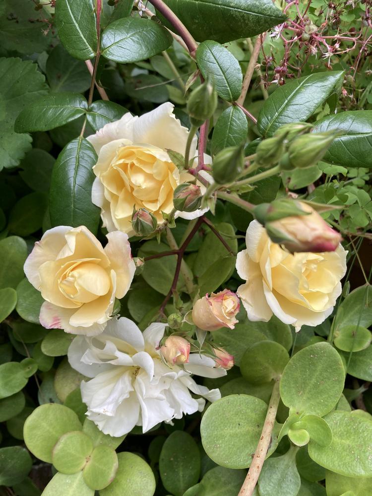 Photo of the bloom of Rose (Rosa 'Yellow Sweetheart, Cl.') posted by ...