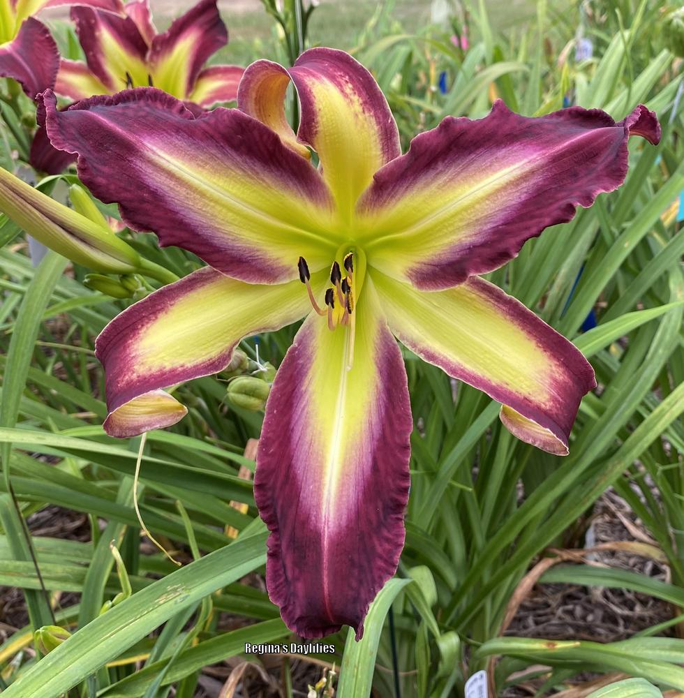 Photo of the bloom of Daylily (Hemerocallis 'Butterfly Lullaby') posted ...