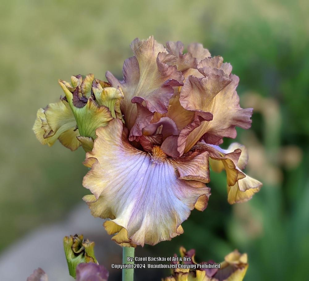 Tall Bearded Iris (Iris 'Express Yourself') in the Irises Database ...