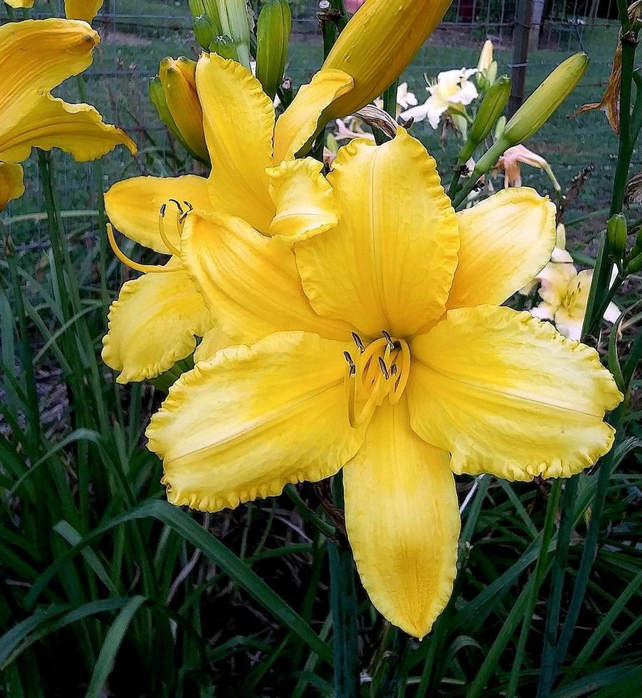 Daylily (Hemerocallis 'Solar Disk') in the Daylilies Database - Garden.org