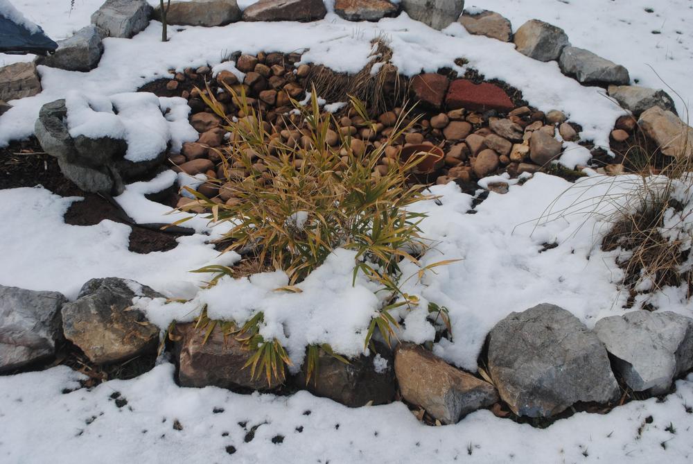 Photo of the winter interest of Switch Cane (Arundinaria tecta) posted ...