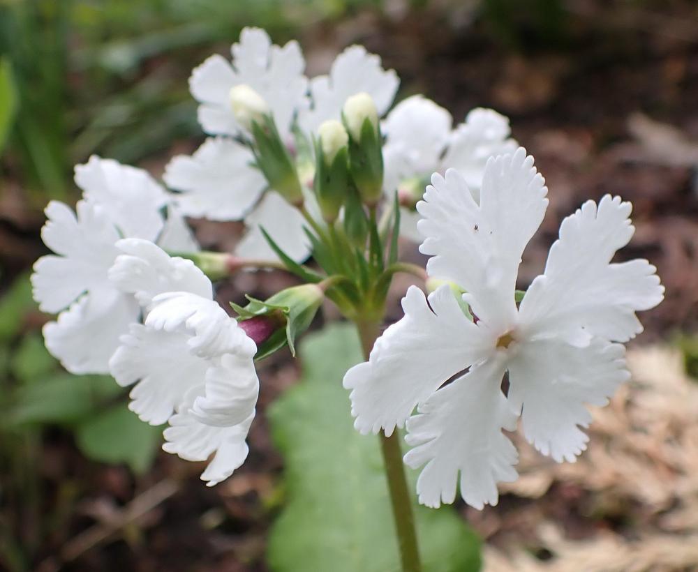 Photo of the closeup of buds, sepals and receptacles of Primrose ...
