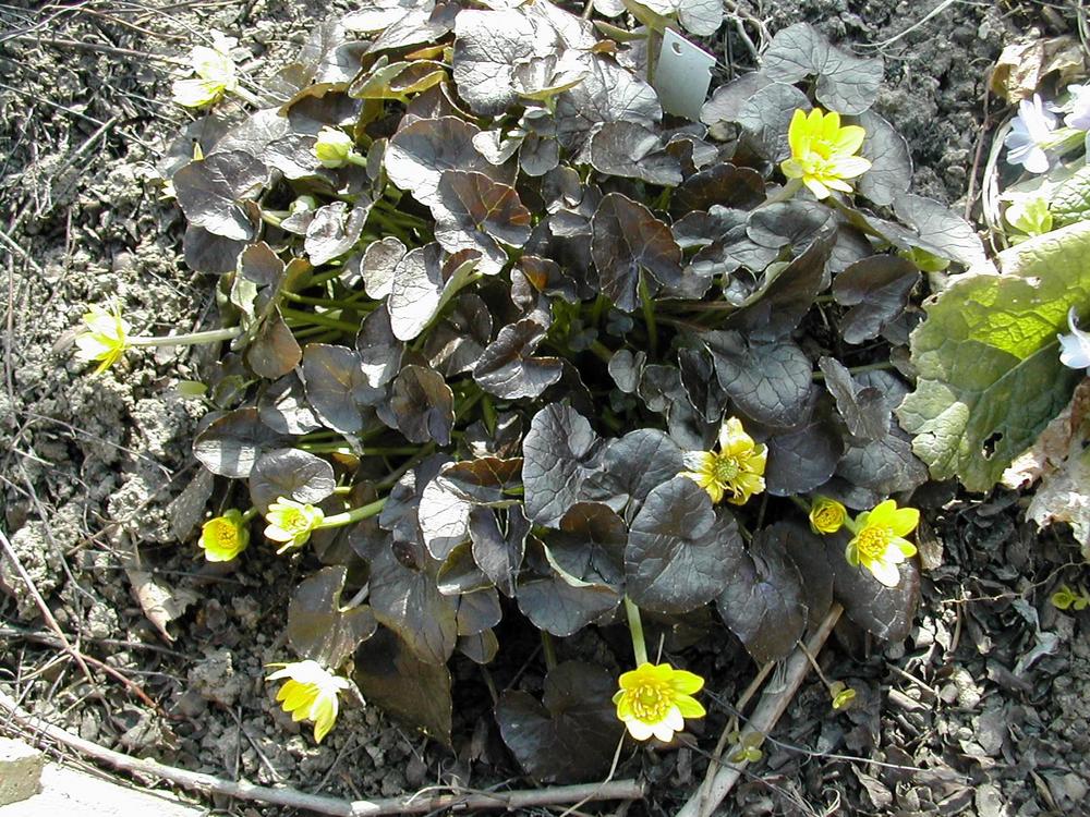 Photo of the entire plant of Pilewort (Ficaria verna subsp. verna ...