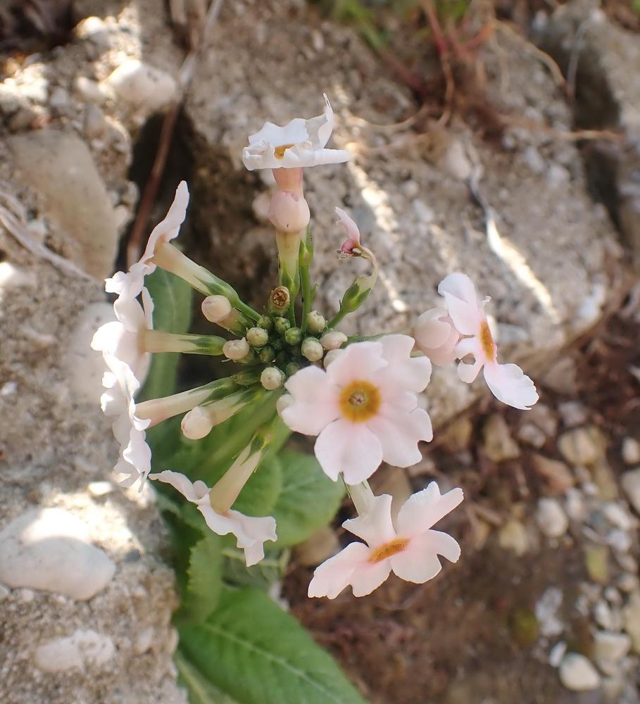 Photo of the seedling or young plant of Japanese Primrose (Primula ...
