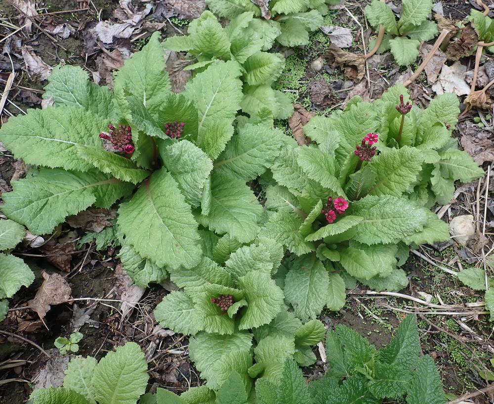 Photo of the entire plant of Japanese Primrose (Primula japonica ...