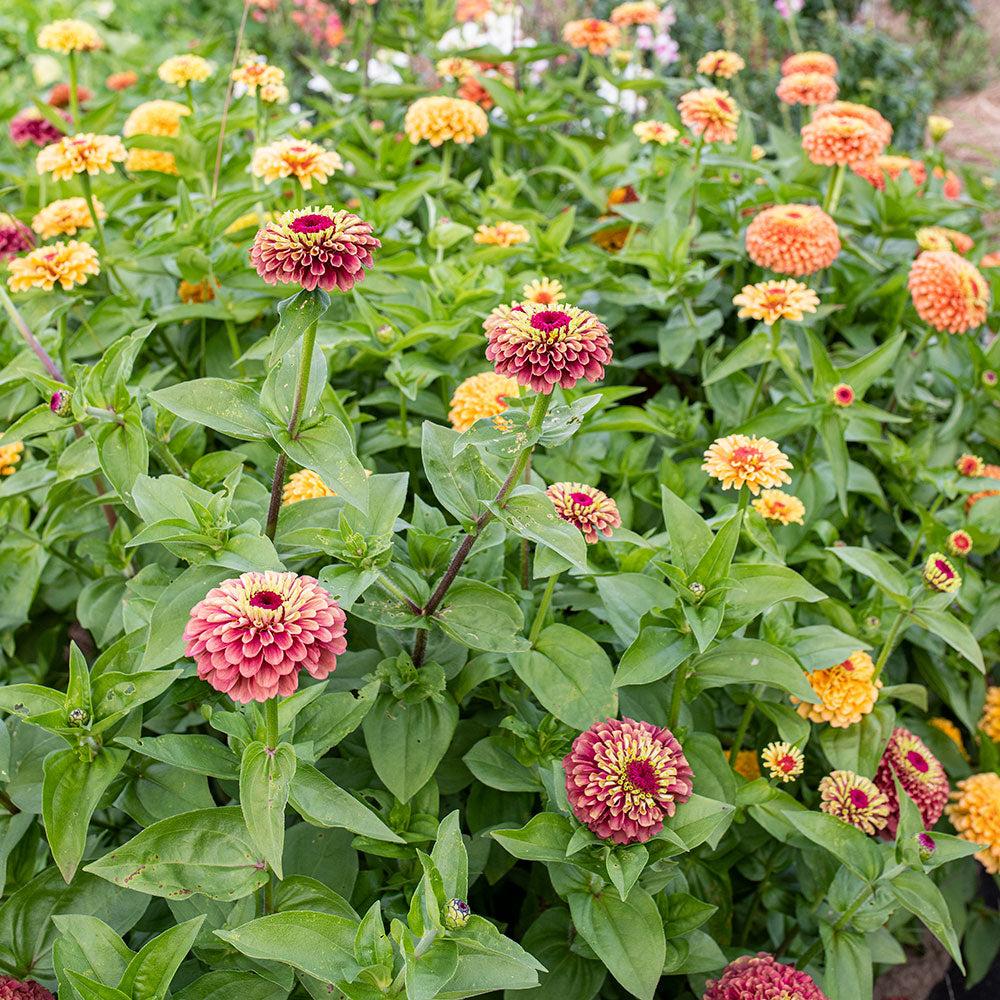 Photo of the entire plant of Zinnia (Zinnia elegans 'Queeny Mix ...