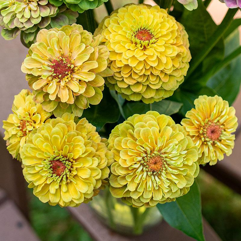 Photo of the bloom of Zinnia elegans 'Queeny Lemon Peach' posted by Joy - Garden.org