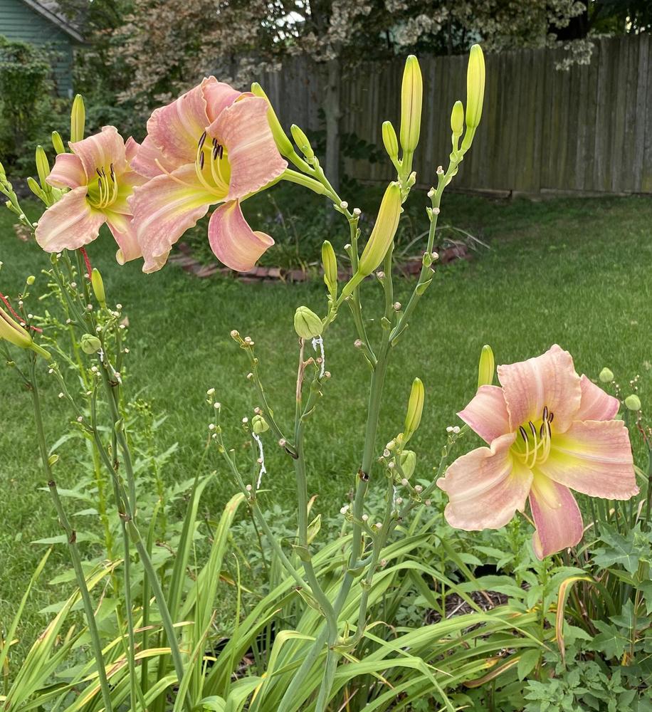 Photo of the stem, scape, stalk or bark of Daylily (Hemerocallis 'Tree ...