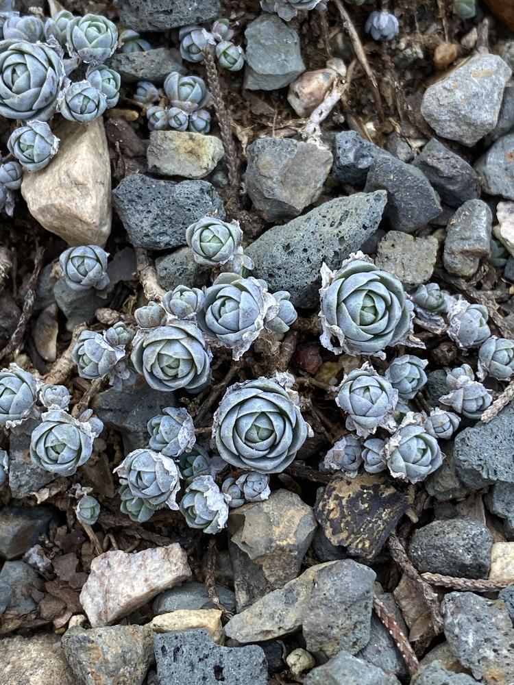 Photo of the entire plant of Japanese Dunce's Cap (Orostachys boehmeri ...