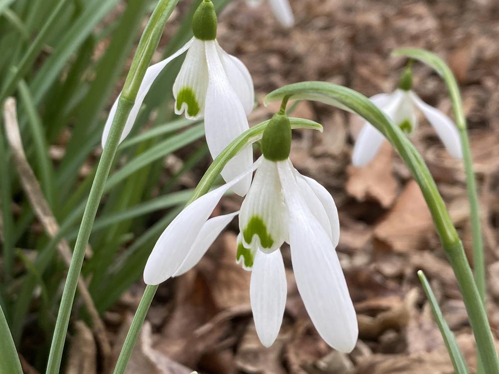Photo of the bloom of Snowdrop (Galanthus 'Magnet') posted by SL ...