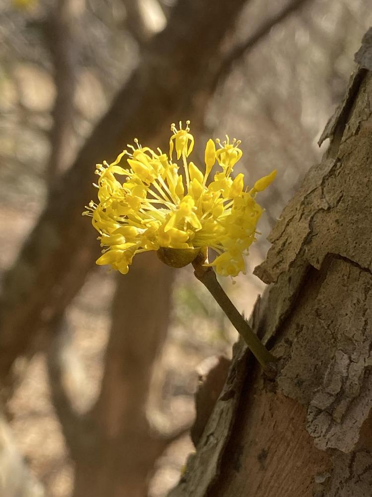 Photo of the bloom of Cornelian Cherry (Cornus officinalis 'Spring Glow ...