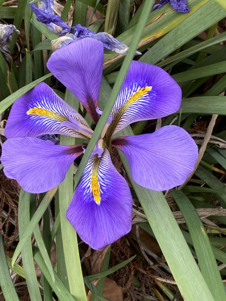 Photo of the bloom of Species Iris (Iris unguicularis 'Winter Echoes ...