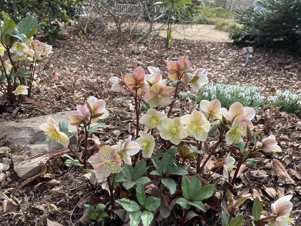 Photo of the entire plant of Hellebore (Helleborus Gold Collection ...