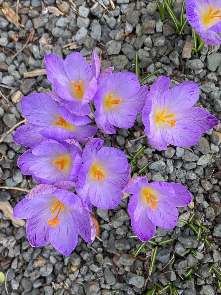 Photo of the bloom of Crocus (Crocus etruscus 'Zwanenburg') posted by ...