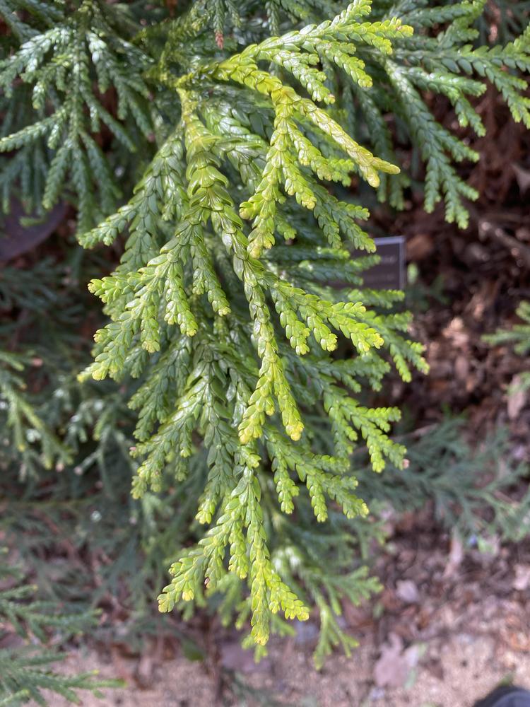 Photo of the leaves of Hiba (Thujopsis dolabrata 'Aurea') posted by SL ...