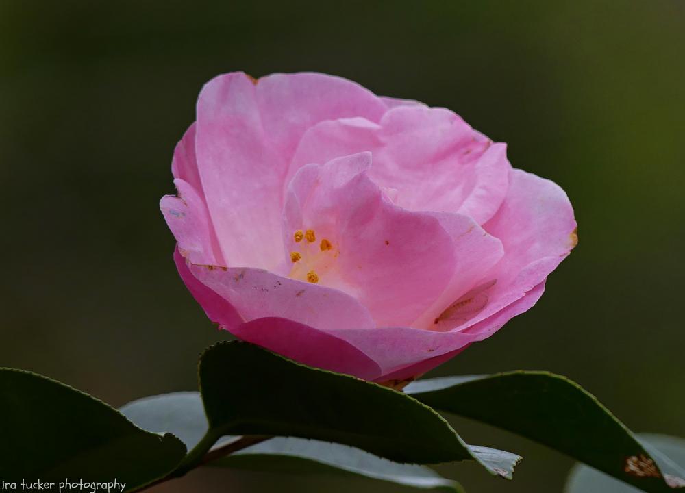 Japanese Camellia (Camellia japonica Ice Angels® April Remembered) in ...