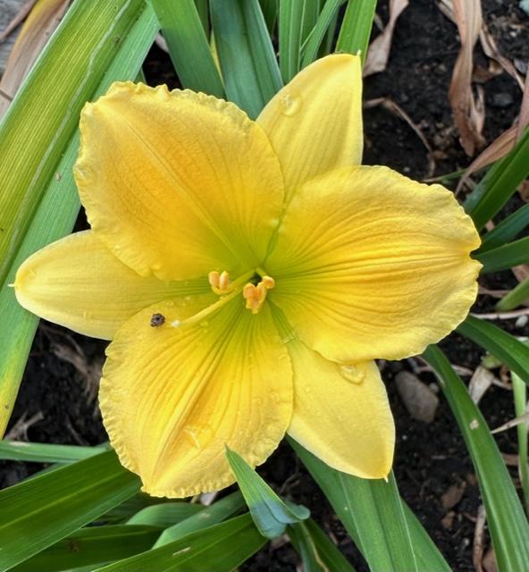 Photo of the bloom of Daylily (Hemerocallis 'Dixie Dew') posted by ...