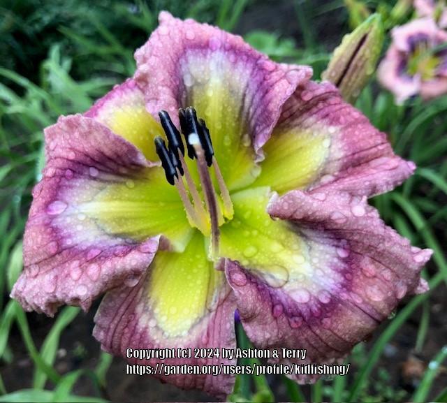 Daylily (Hemerocallis 'Harold and Loretta Harrison') in the Daylilies ...